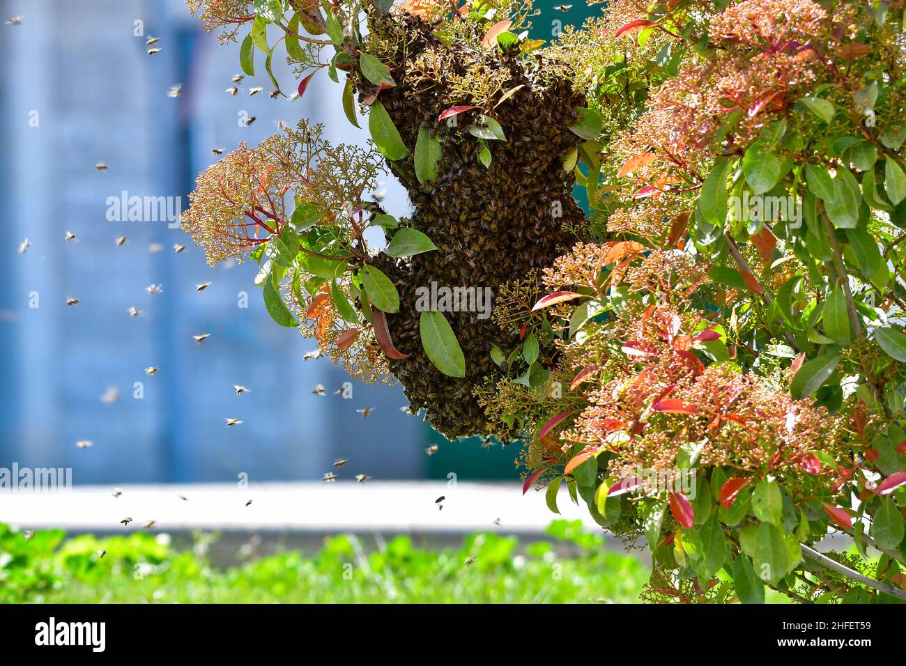 Bee hive tree hi-res stock photography and images - Alamy