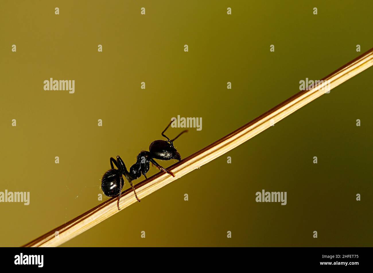 Messor hi-res stock photography and images - Alamy