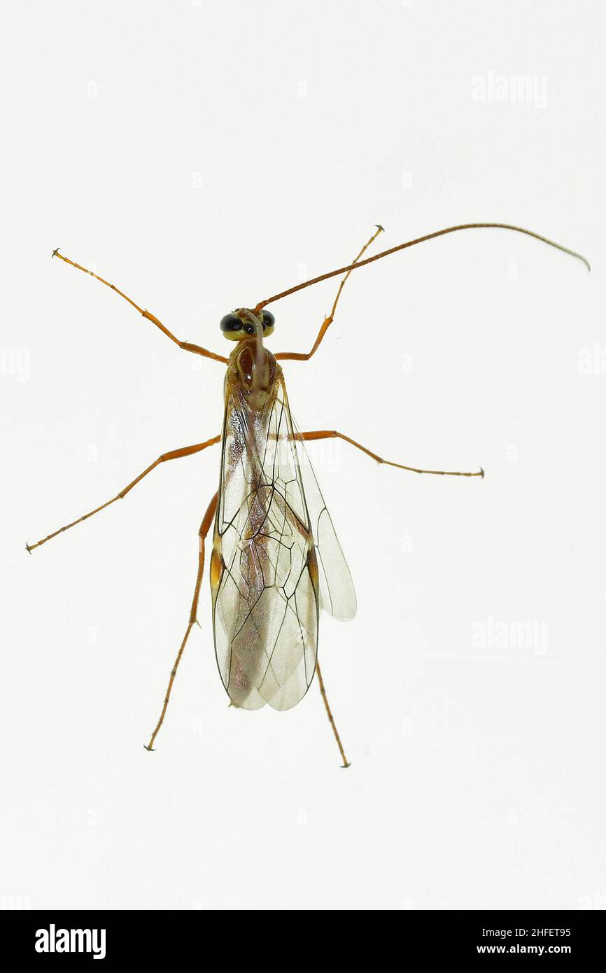 Ophioninae is a subfamily of wasps of the Ichneumonidae family with ...