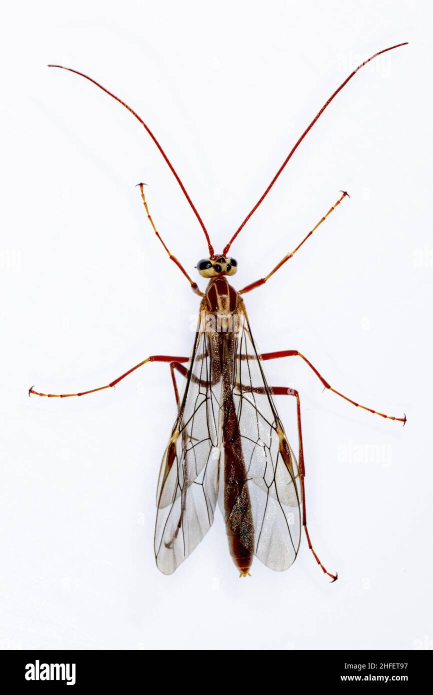 Ophioninae is a subfamily of wasps of the Ichneumonidae family with ...