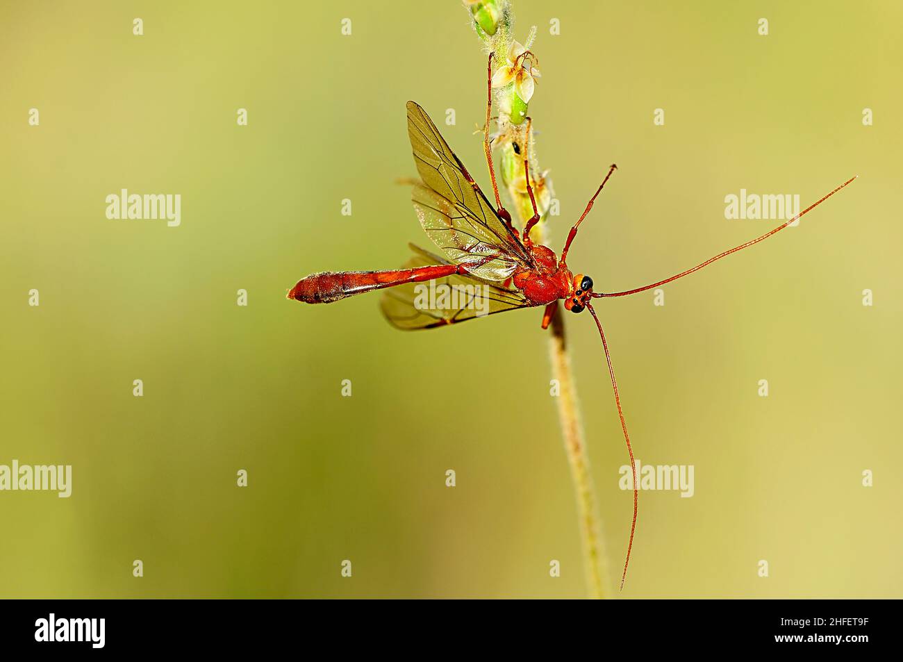Ophioninae is a subfamily of wasps of the Ichneumonidae family with ...