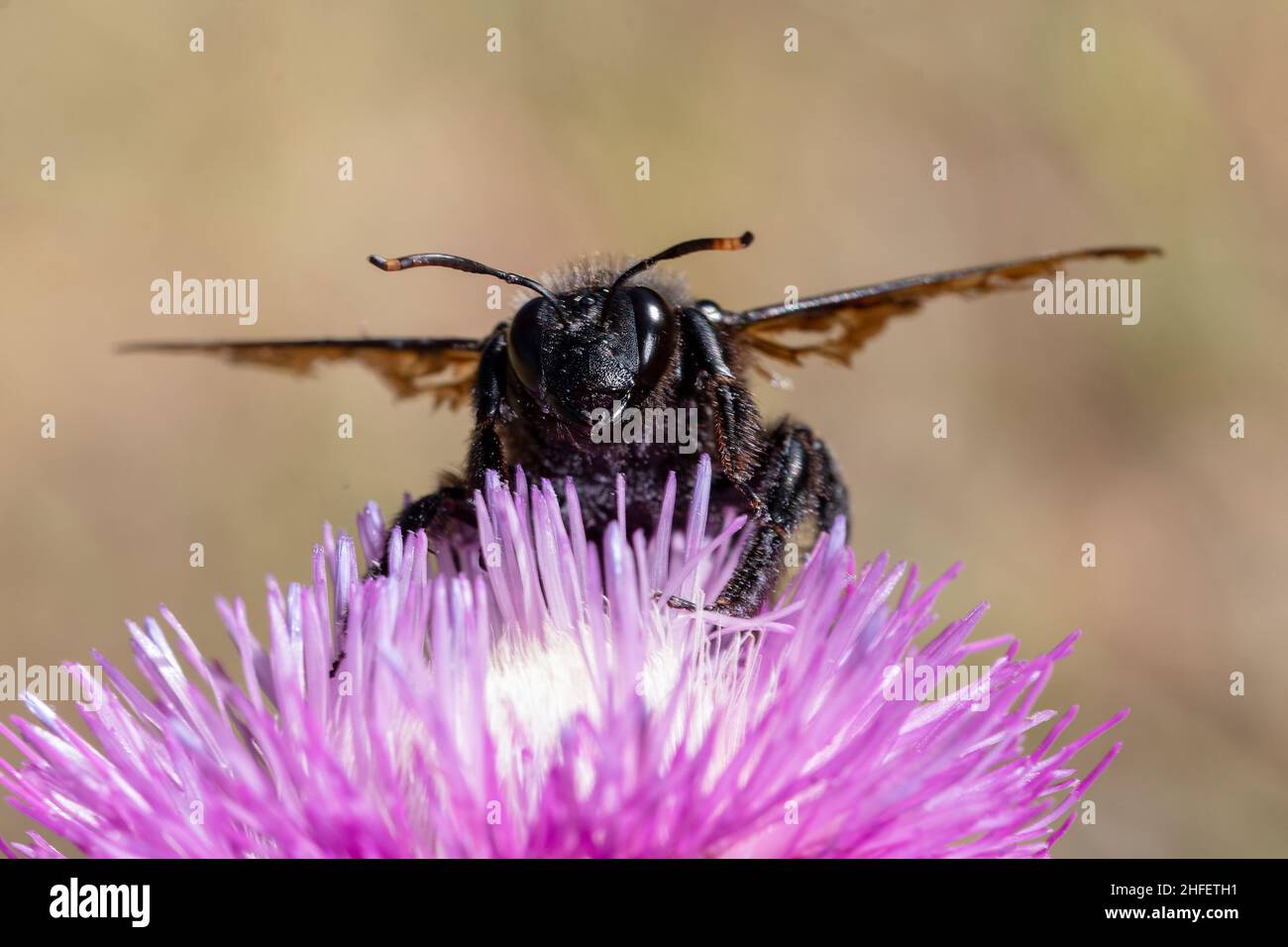 The European carpenter bee is a species of hymenoptera apocrite of the ...