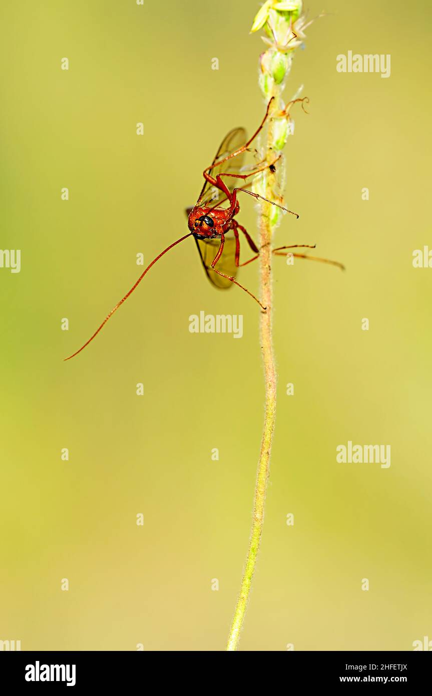 Ophioninae is a subfamily of wasps of the Ichneumonidae family with ...