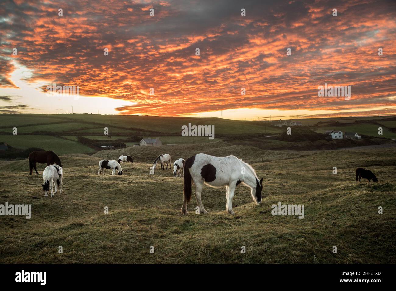 Long Strand, Cork, Ireland. 16th January, 2022. Horses grazing before ...