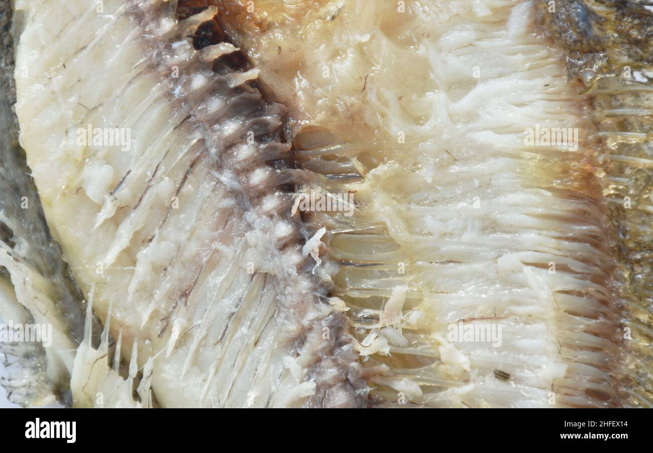 deep fried snake skin gourami half on white background Stock Photo - Alamy