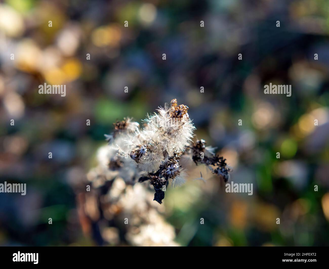 Fluffy grass hi-res stock photography and images - Alamy