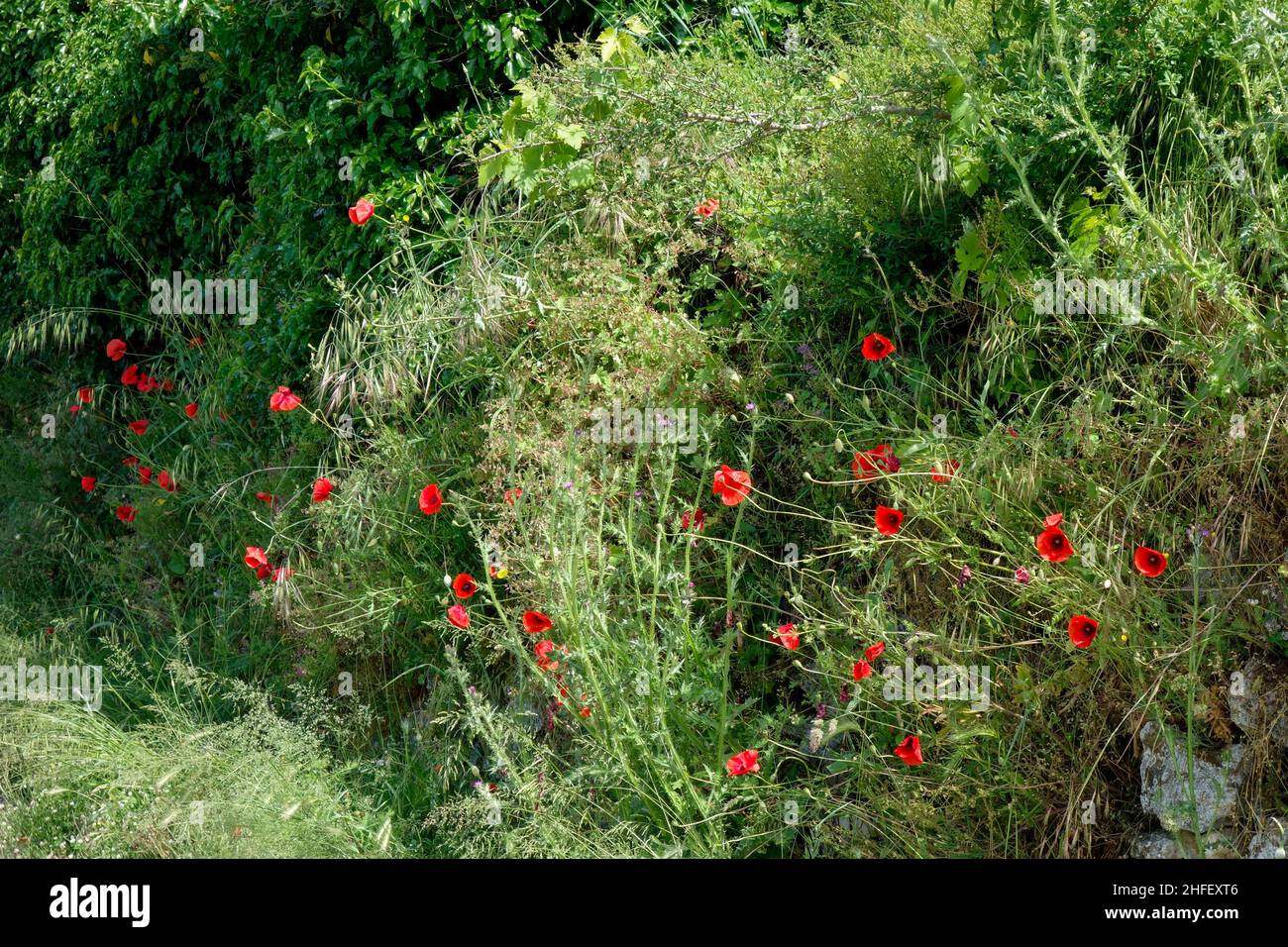 Poppies growing at the side of a road in Tuscany Stock Photo - Alamy