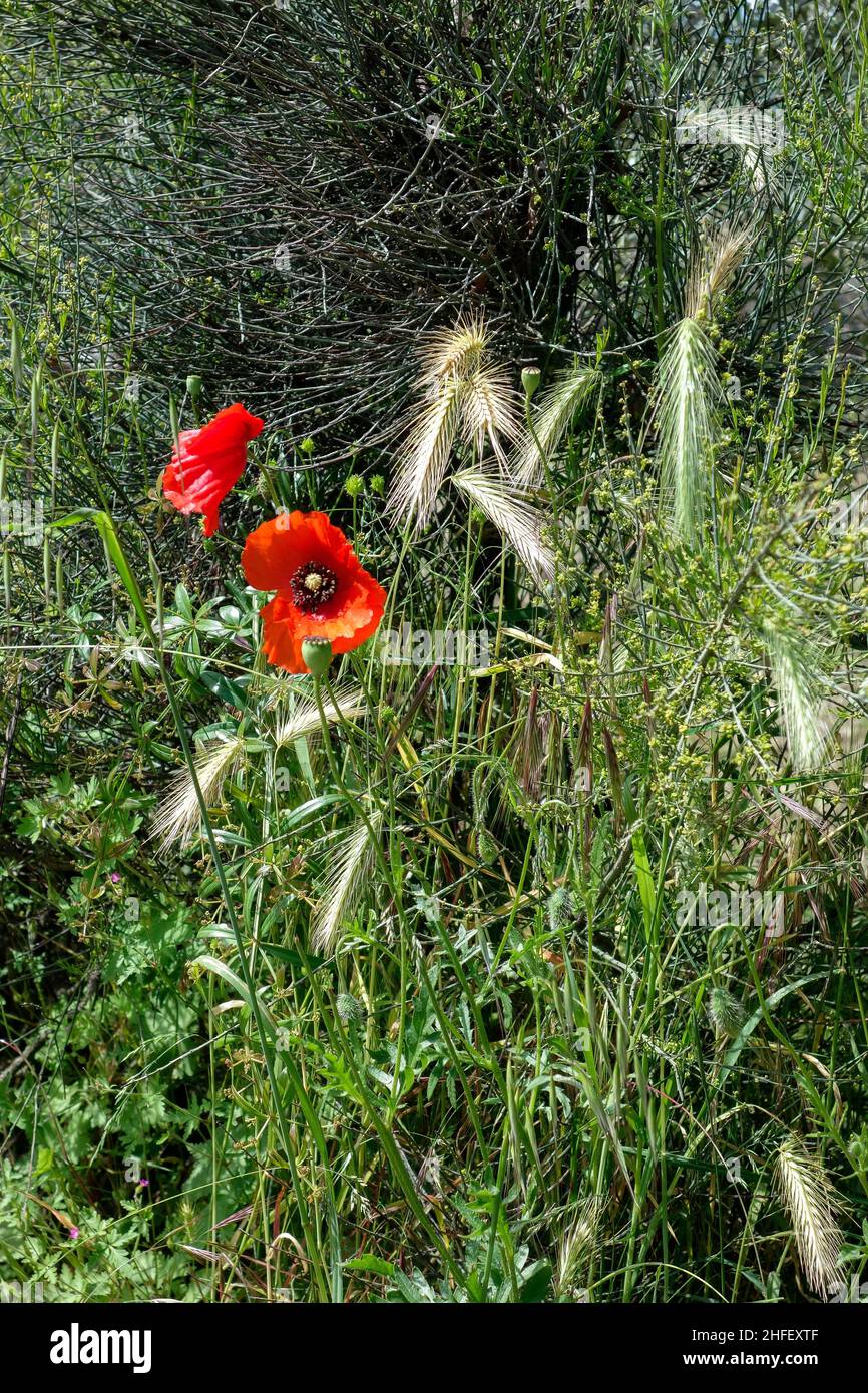 Poppies growing at the side of a road in Tuscany Stock Photo - Alamy