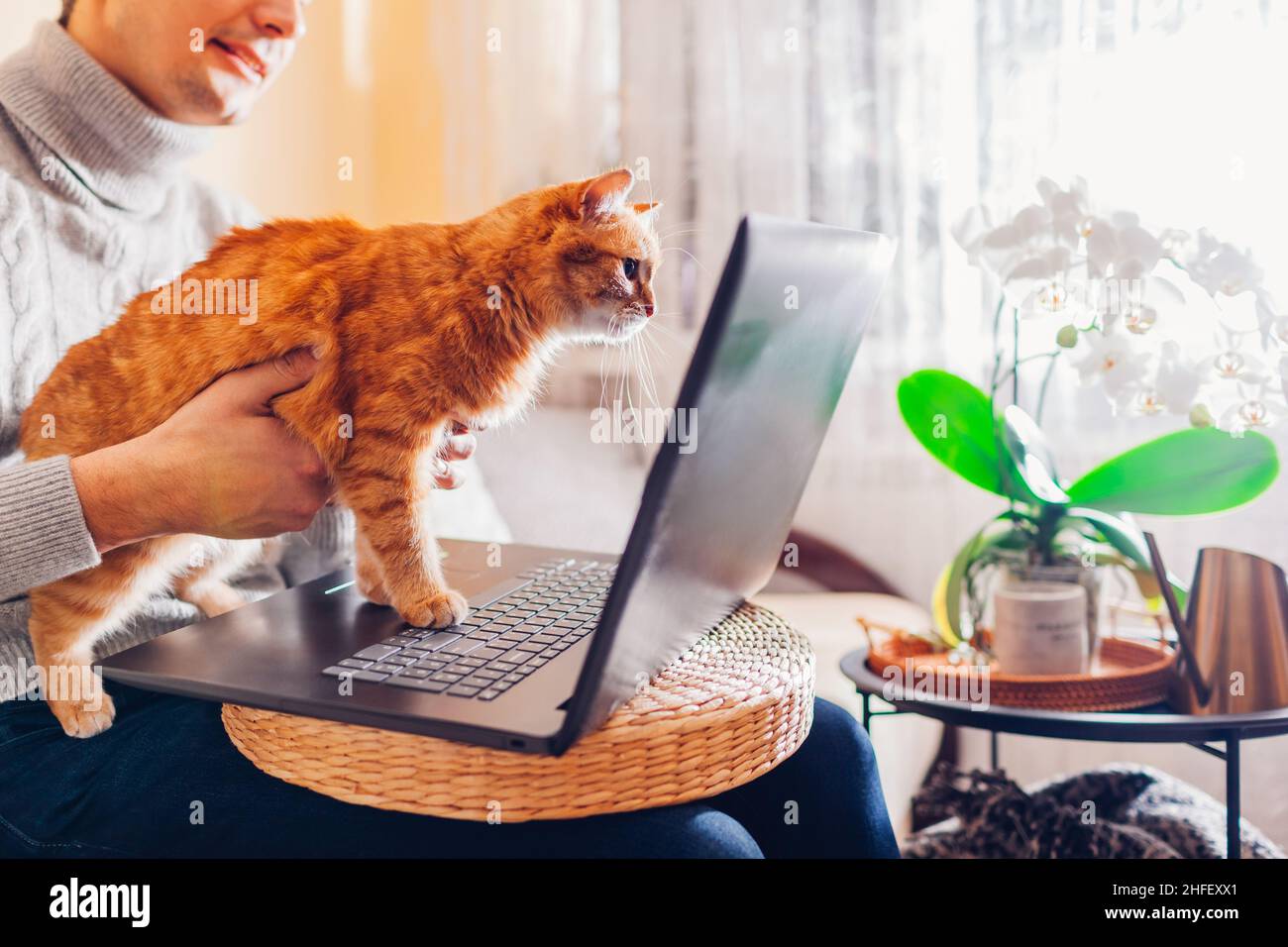 Remote job. Young man working online from home with pet using laptop ...