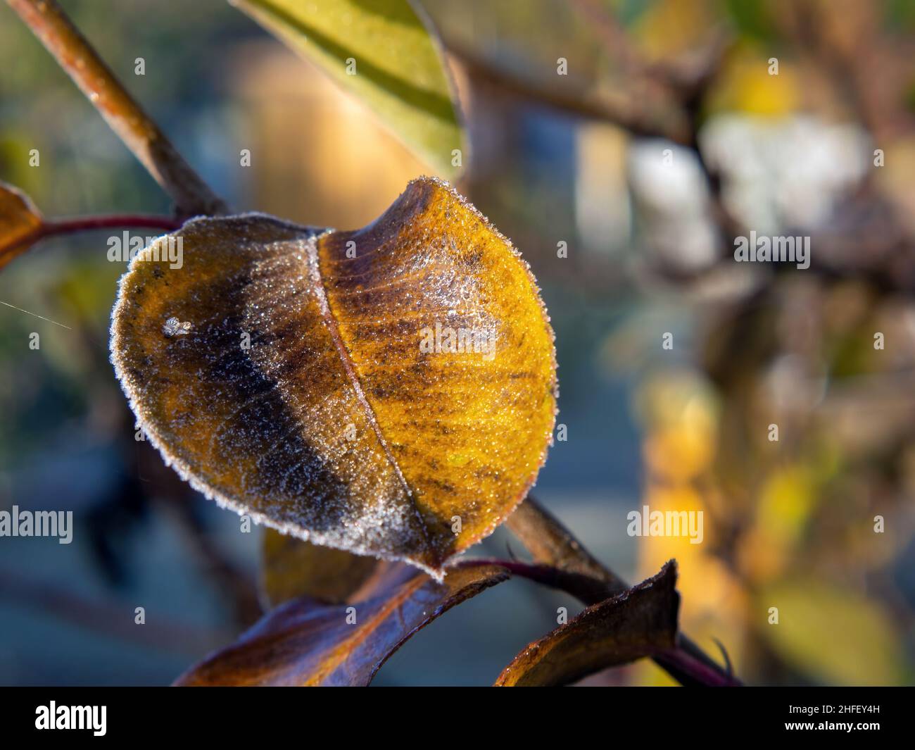 Tree with frost hi-res stock photography and images - Alamy