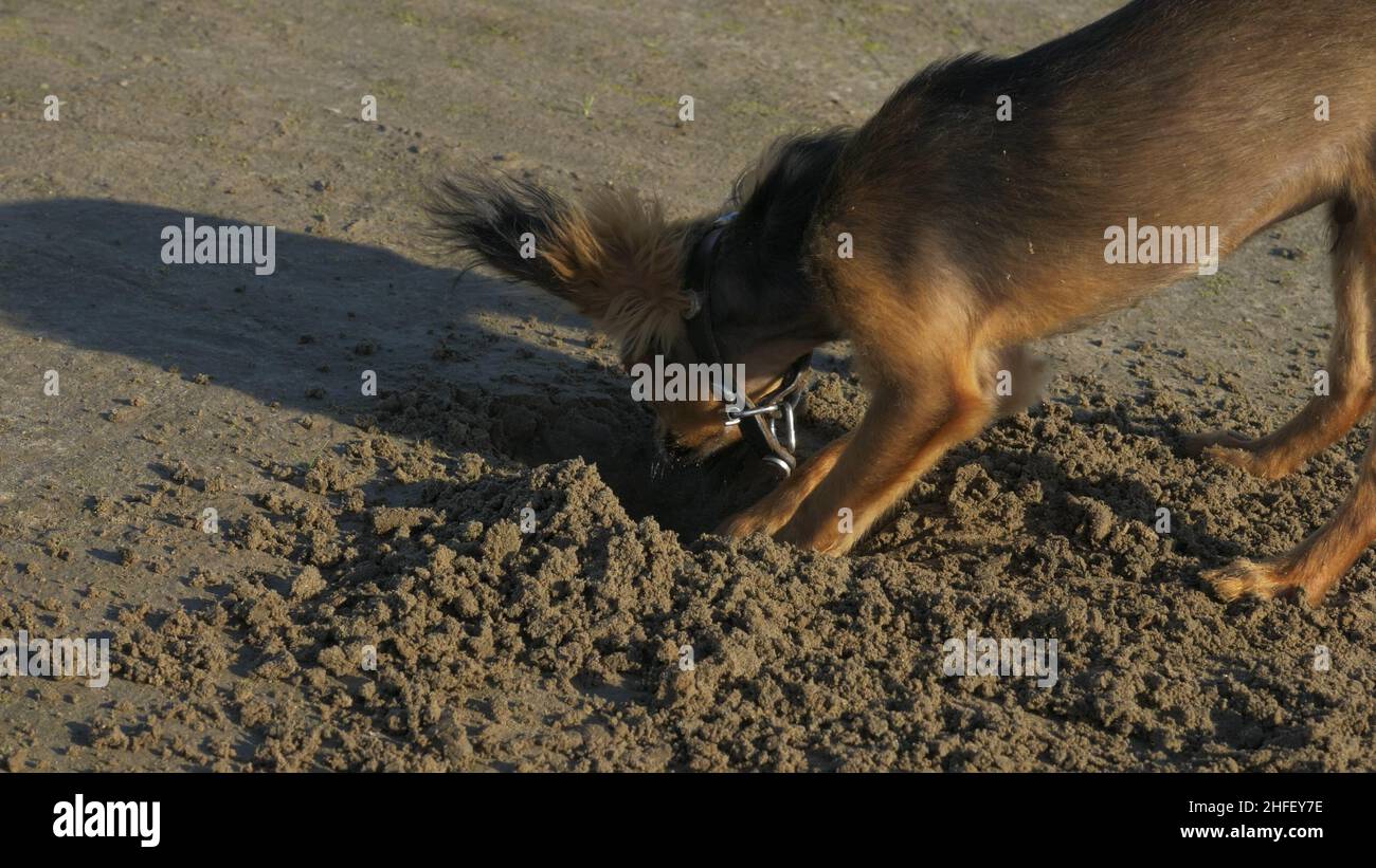 The dog digging a hole in the sand. Shooting video slow motion 60fps ...