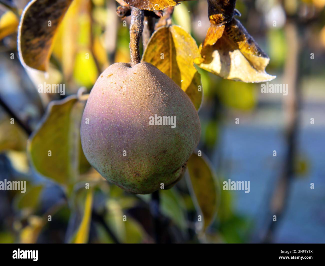 pear on a tree in frost, autumn Stock Photo - Alamy