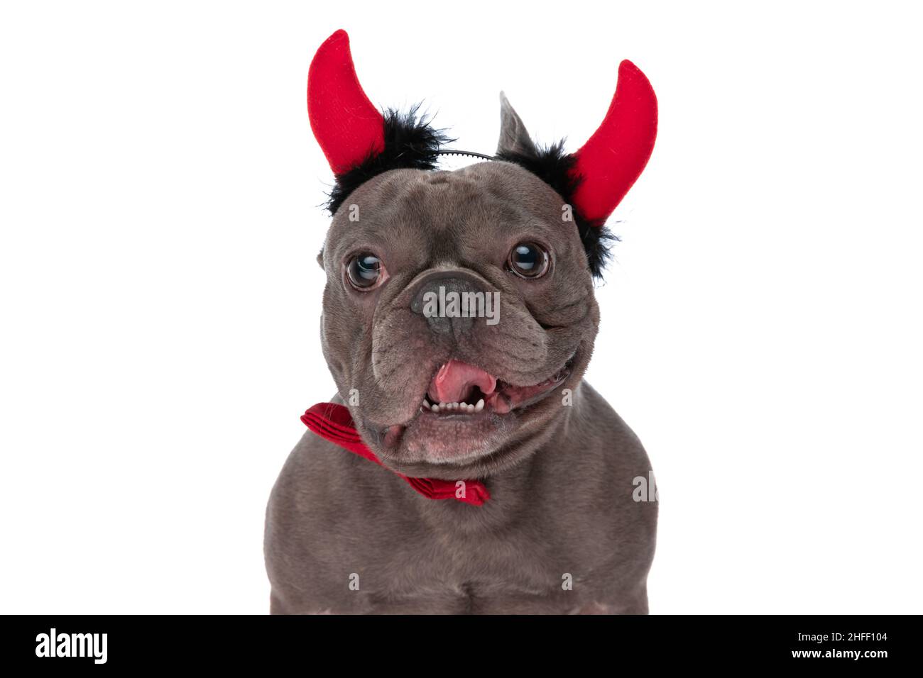 adorable french bulldog dog with red bowtie wearing devil horns ...