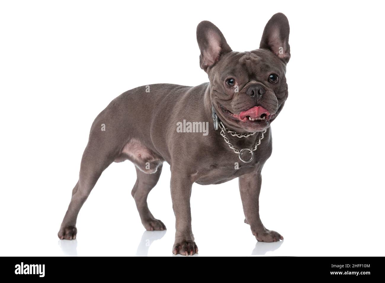 side view of cute frenchie dog with collar sticking out tongue and ...