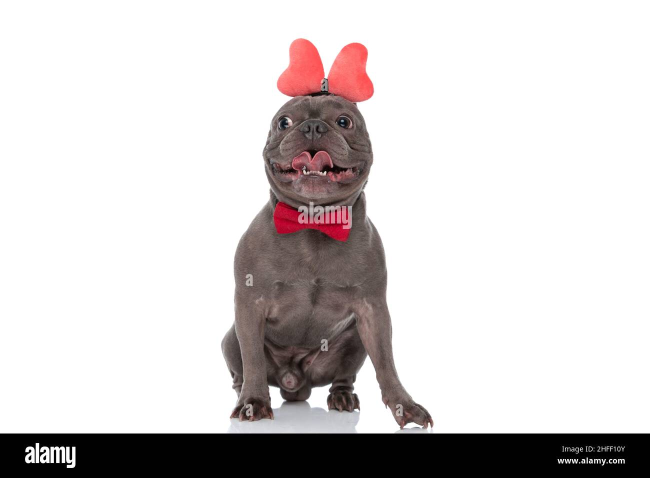 lovely little frenchie puppy with bowtie wearing headband and panting ...
