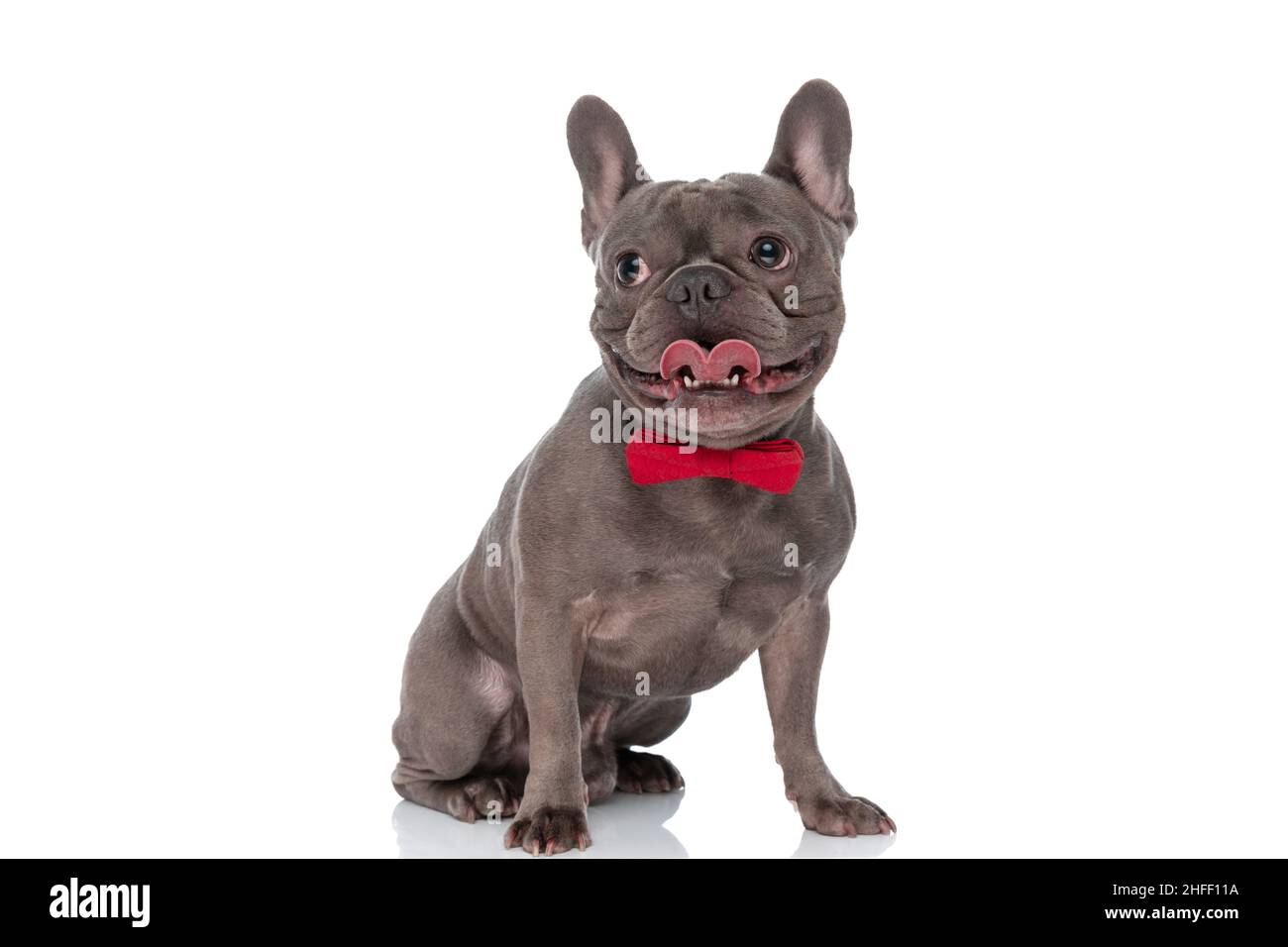 curious frenchie dog with red bowtie and tongue out looking up and ...