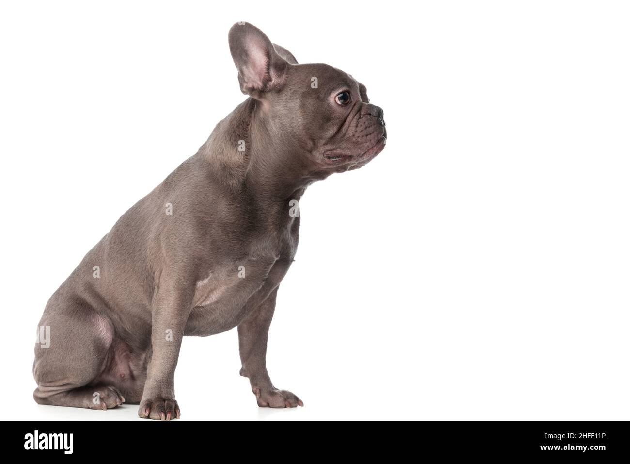 side view of lovely frenchie dog looking to side and sitting isolated ...