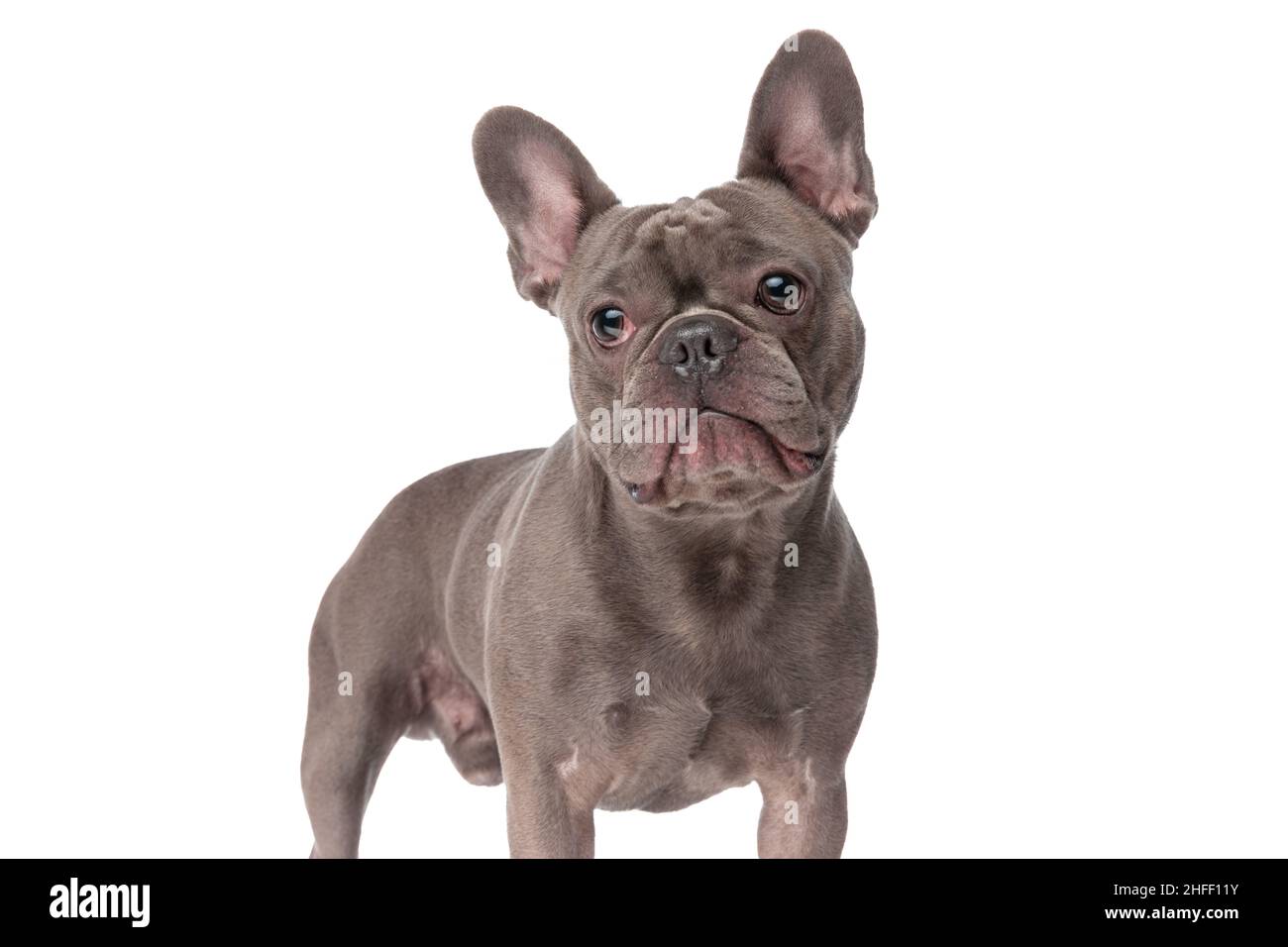 cute frenchie dog looking away and standing isolated on white ...