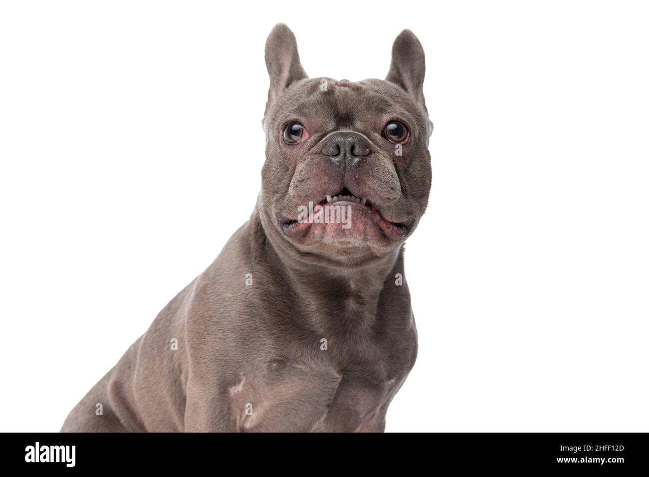 side view of curious little frenchie dog looking up and sitting ...