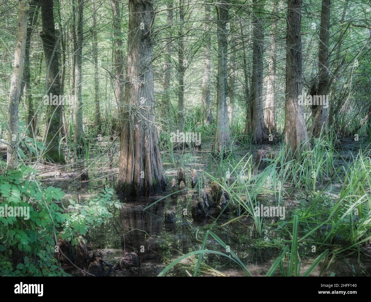 Swamp in a mystical forest. Beautiful green forest landscape near ...