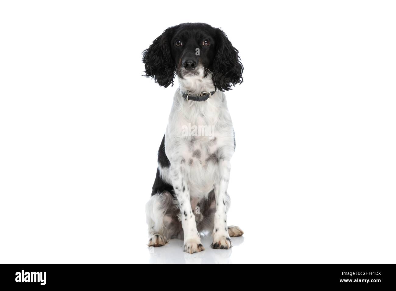 adorable english springer spaniel dog with collar sitting isolated on ...