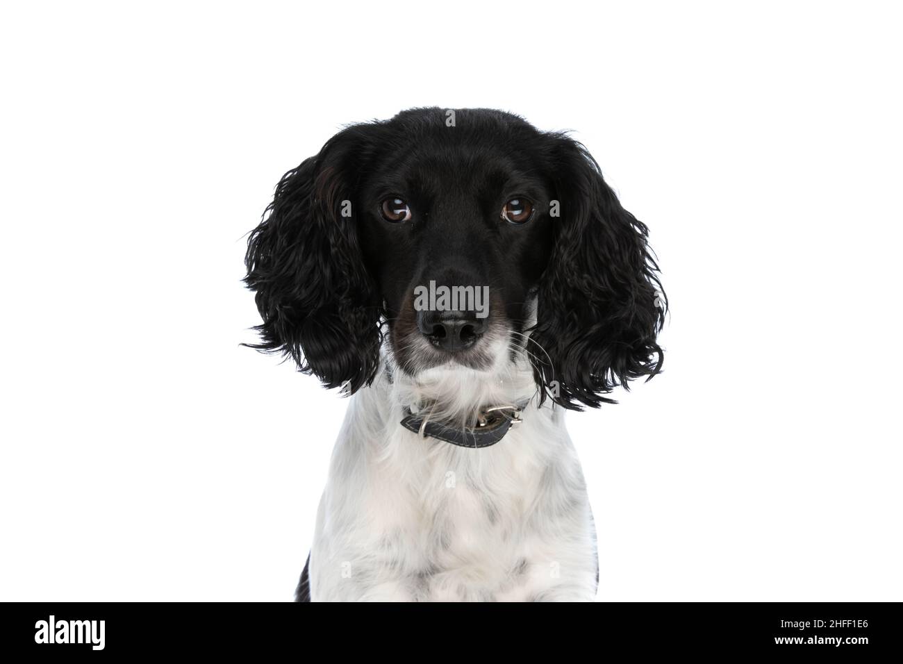 portrait of english springer spaniel dog with collar sitting isolated ...