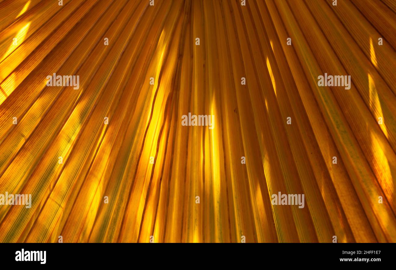 structure of palm tree in bright morning sun Stock Photo - Alamy