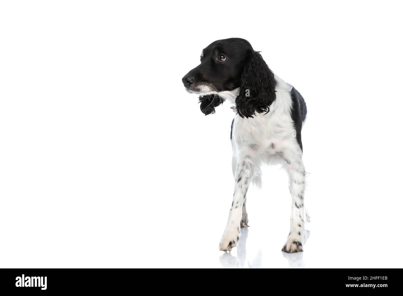 curious english springer spaniel puppy looking up and walking isolated ...