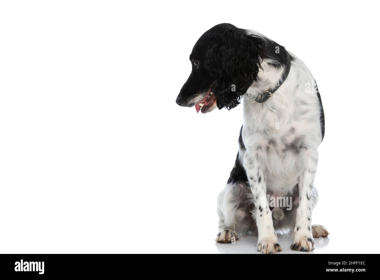 cute english springer spaniel dog with collar sticking out tongue and ...