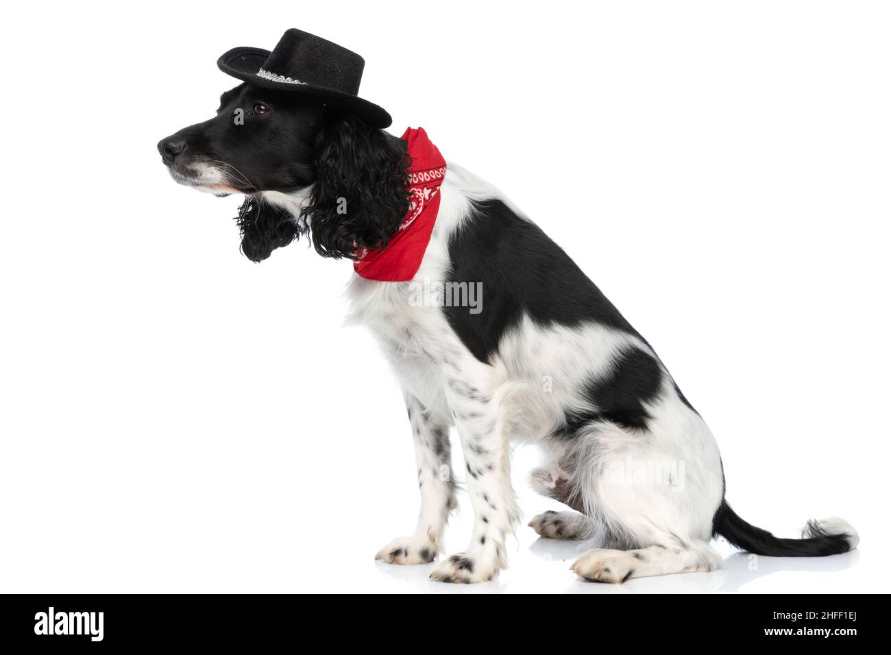 Side view beautiful springer spaniel hi-res stock photography and ...