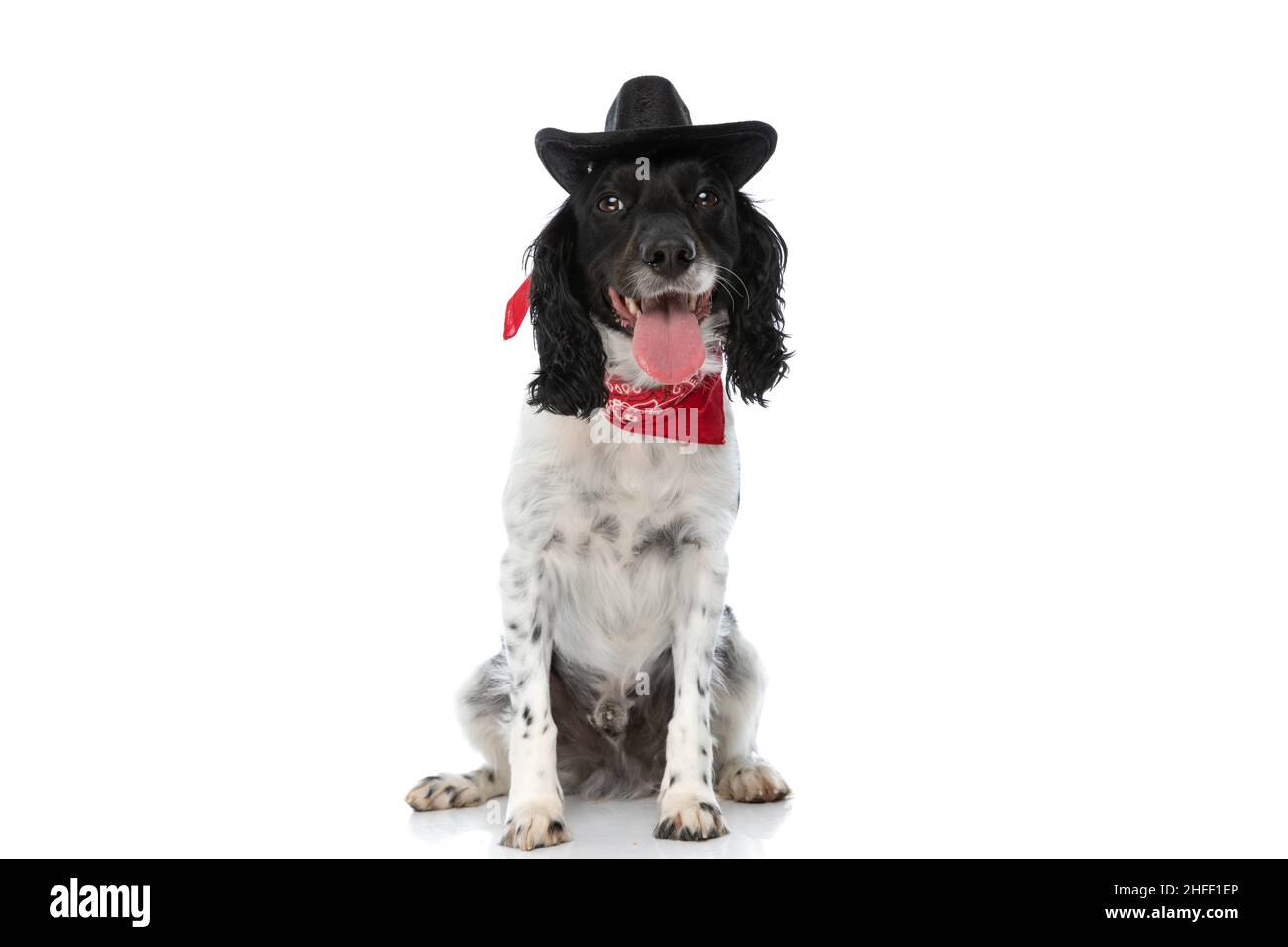 happy english springer spaniel pup with hat and bandana sticking out ...