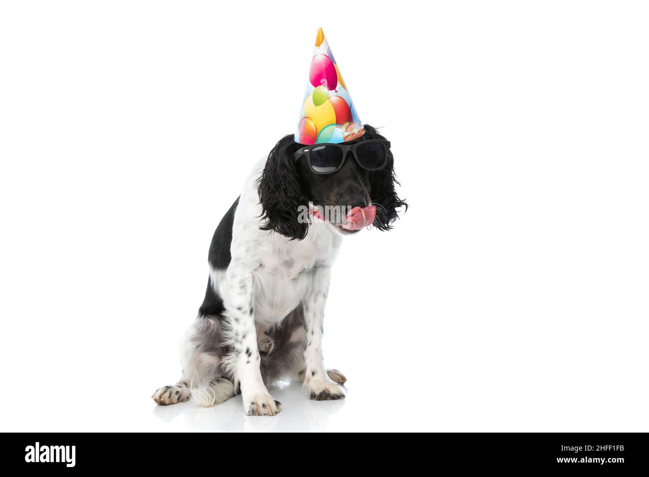 cute english springer spaniel dog with birthday hay and sunglasses ...