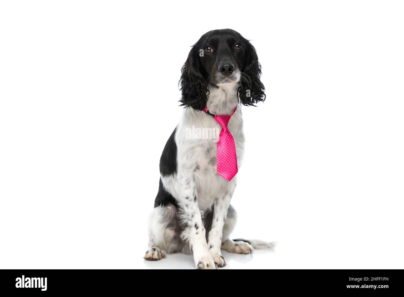 cute english springer spaniel dog with pink tie sitting isolated on ...