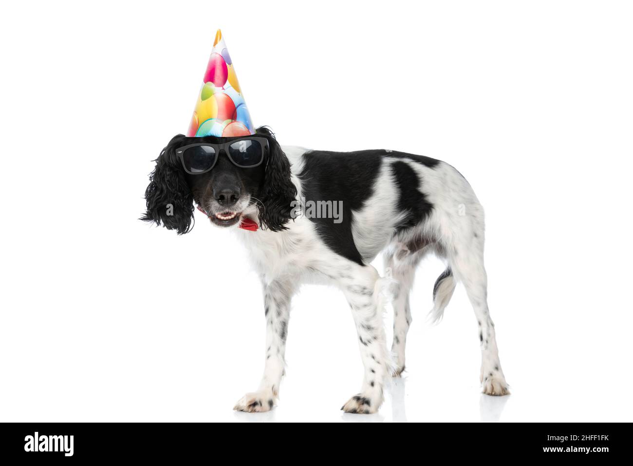 cool english springer spaniel dog with birthday hat and sunglasses ...