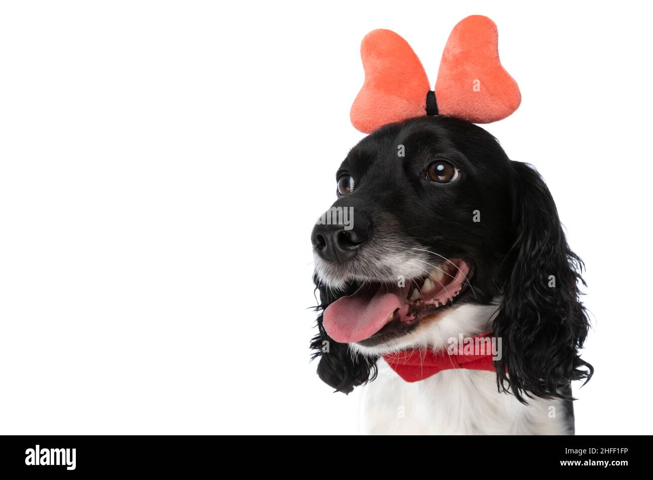 elegant english springer spaniel puppy wearing bow headband and bowtie ...