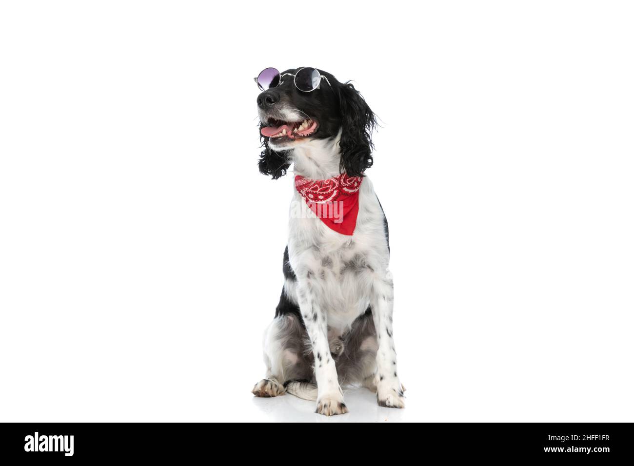 lovely english springer spaniel doggy sticking out tongue and panting ...