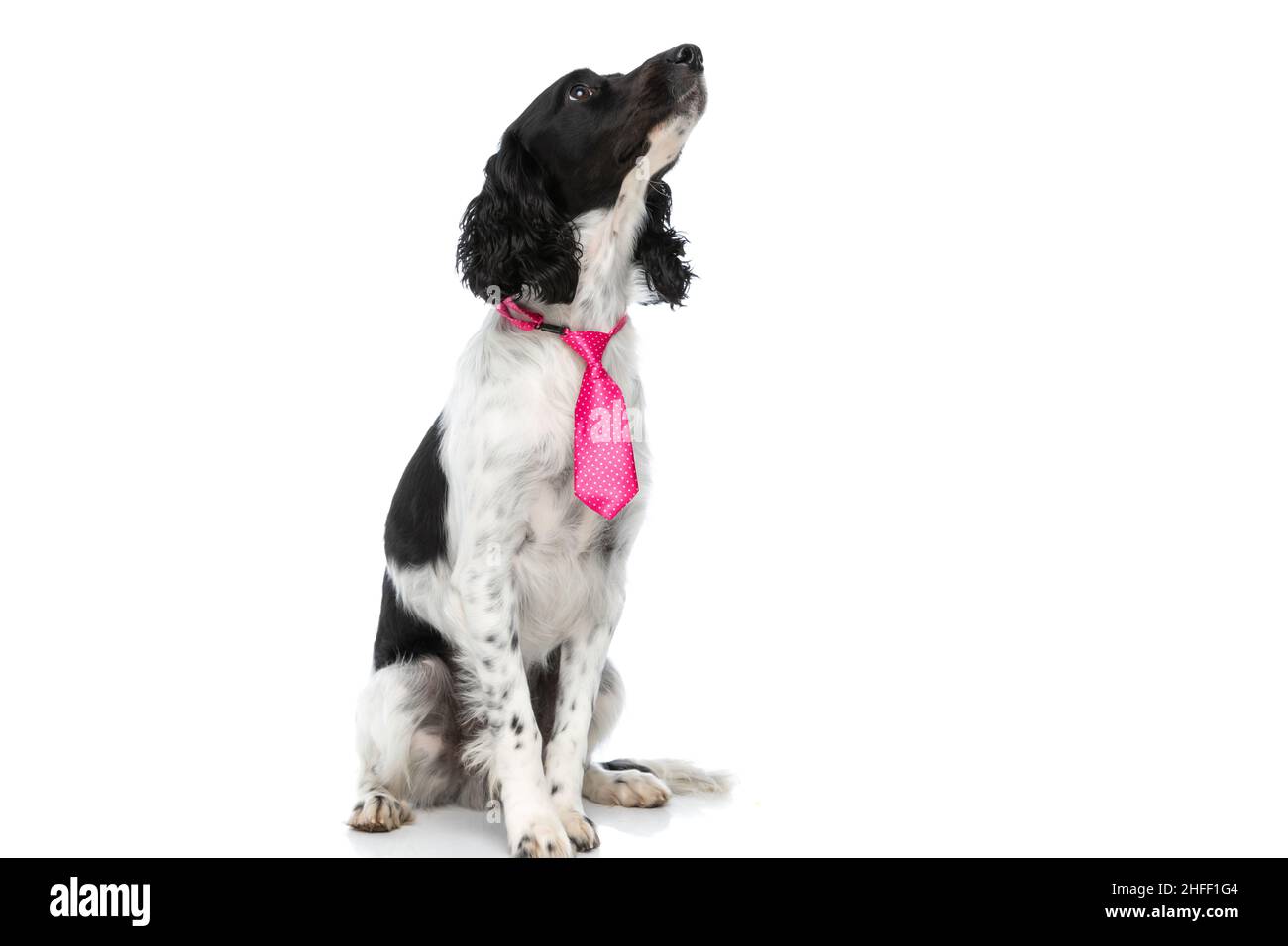 eager english springer spaniel dog with pink tie curiously looking up ...