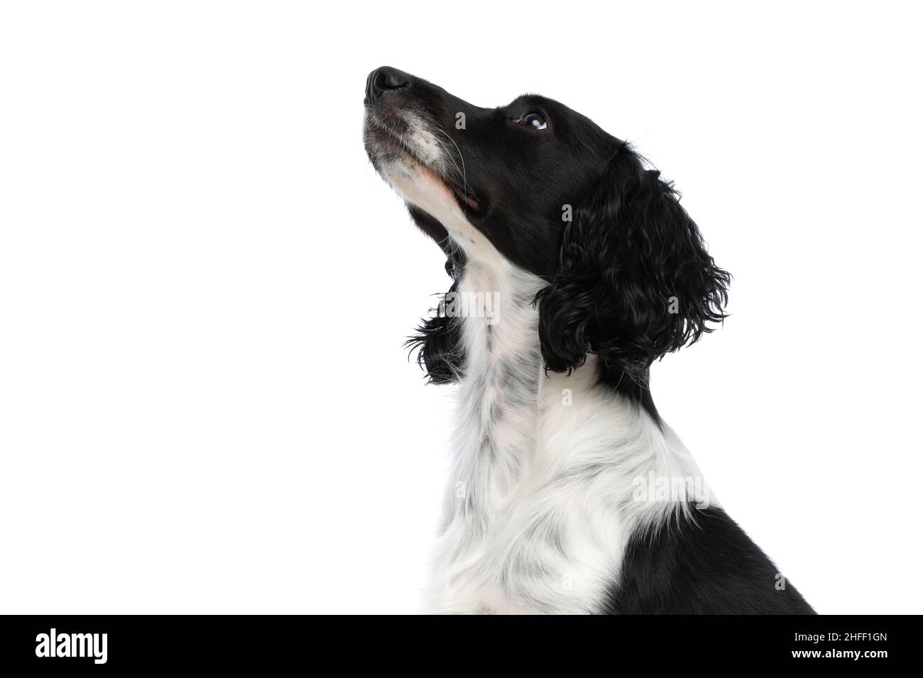 side view of adorable english springer spaniel dog looking up and ...