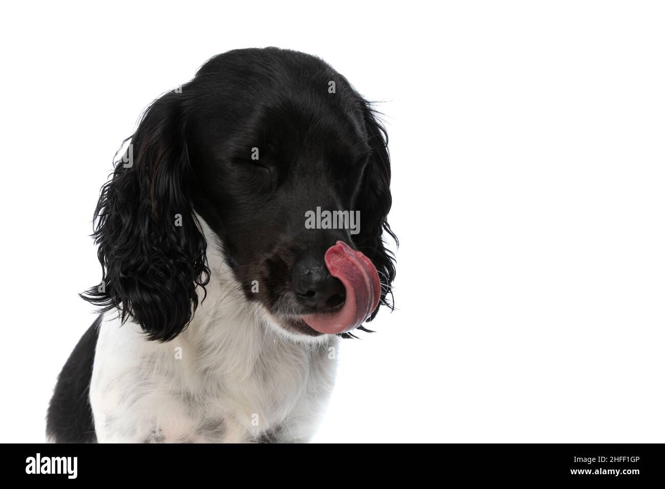 cute english springer spaniel dog sticking out tongue and licking nose ...
