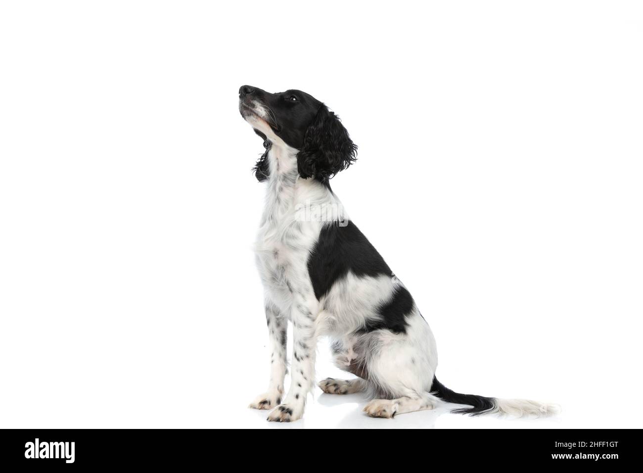 side view of brave english springer spaniel dog looking up and sitting ...