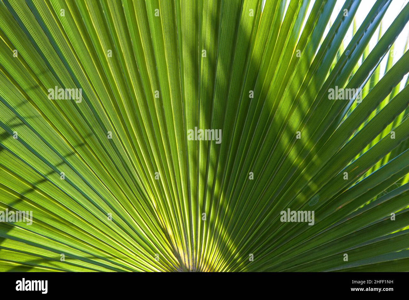 structure of palm tree in bright morning sun Stock Photo - Alamy