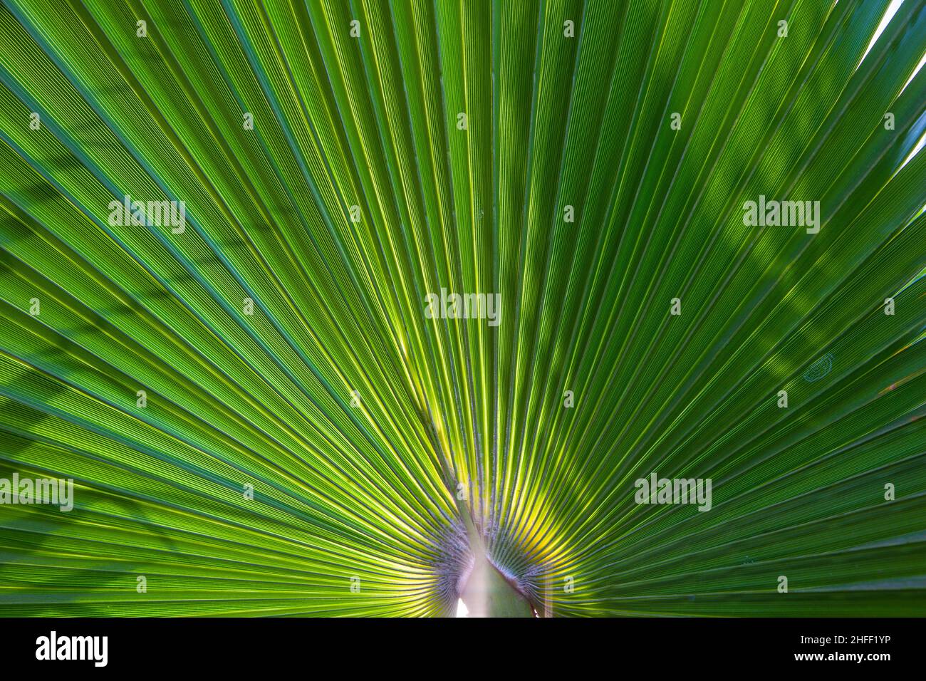 structure of palm tree in bright morning sun Stock Photo - Alamy