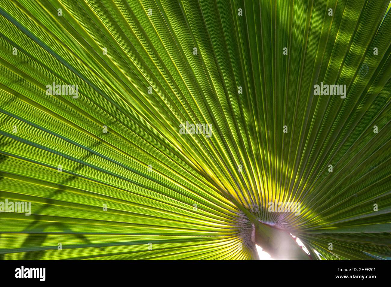 structure of palm tree in bright morning sun Stock Photo - Alamy