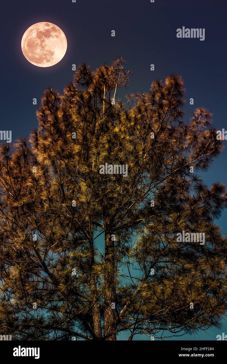 Beautiful night landscape of blue sky and full moon with bright ...