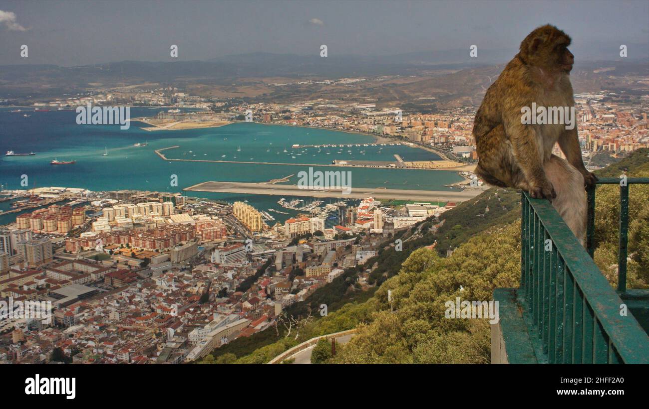 Monkey on Rock of Gibraltar in Andalusia,Spain,Europe Stock Photo - Alamy