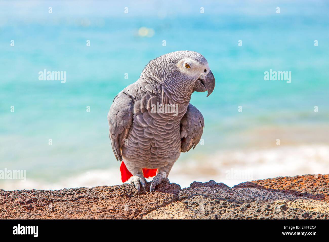 beautiful ara sitting on a wall at the beach promenade Stock Photo - Alamy