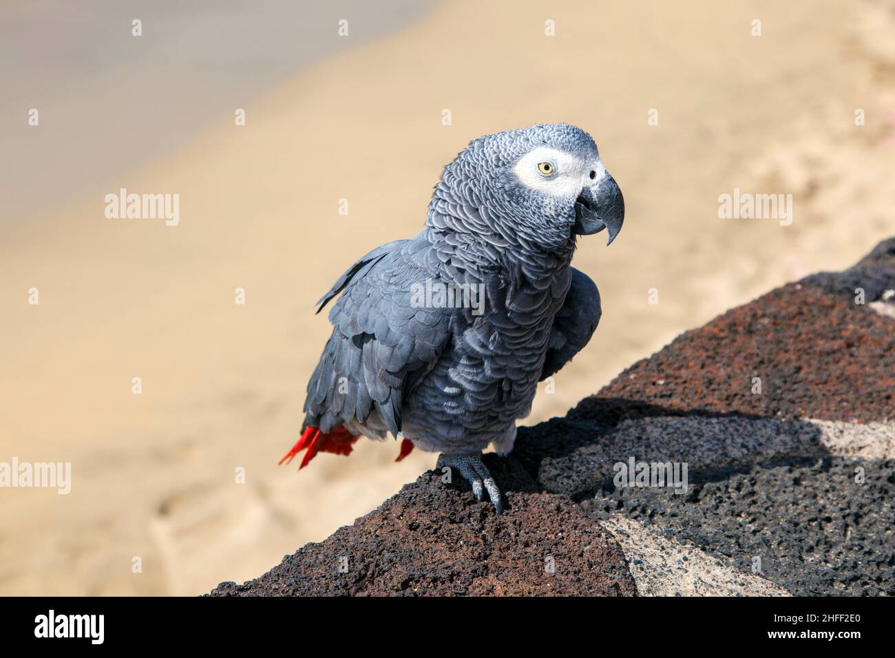 beautiful ara sitting on a wall at the beach promenade Stock Photo - Alamy