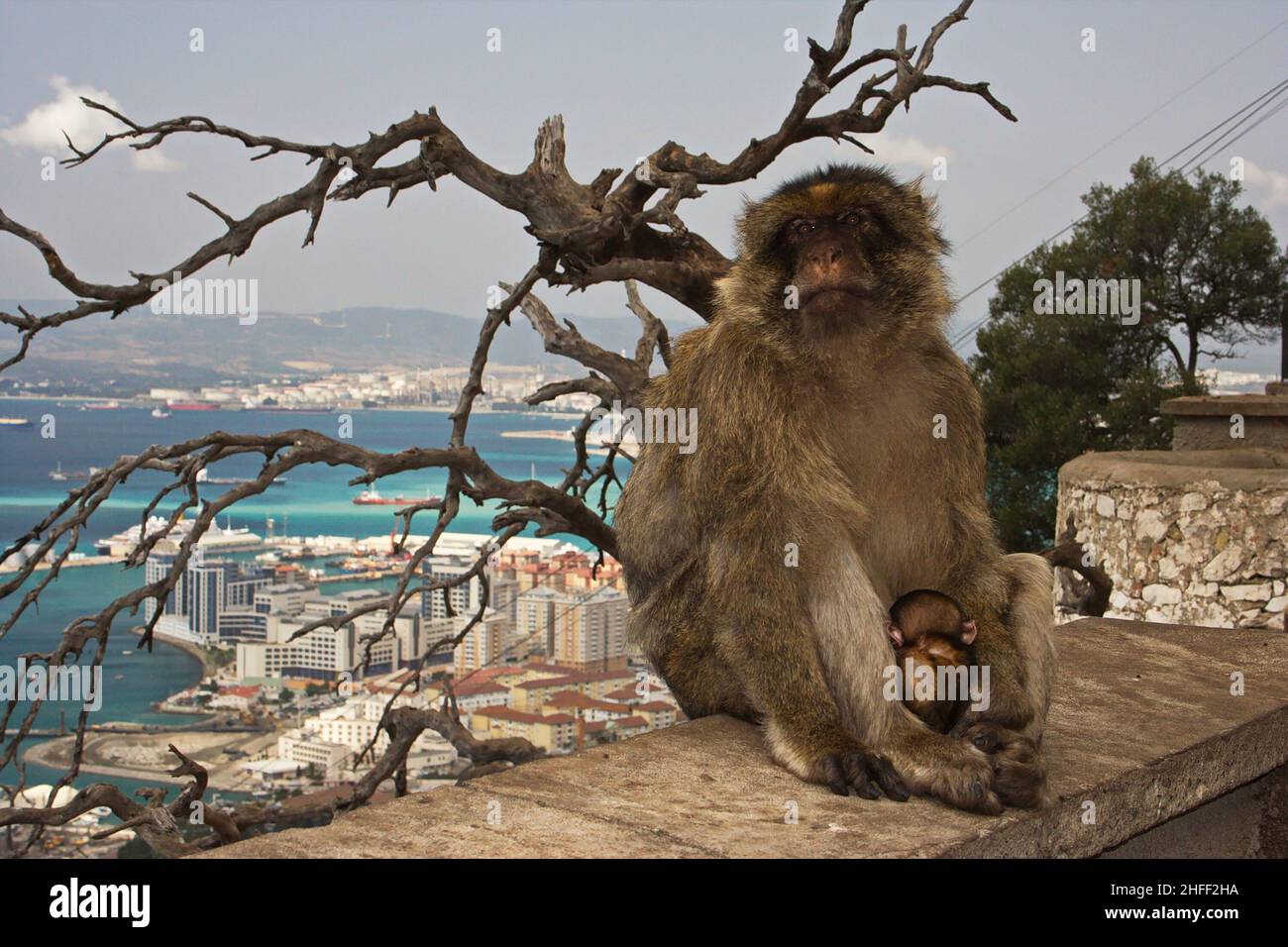 Monkey on Rock of Gibraltar in Andalusia,Spain,Europe Stock Photo - Alamy