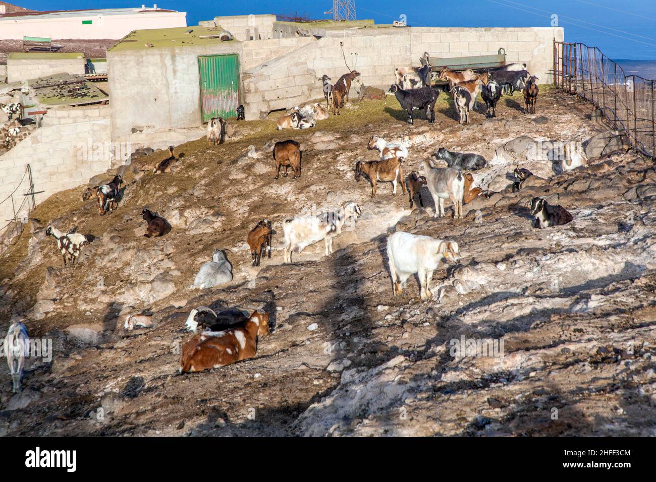 flock of goats in the mountains of a cheese diary Stock Photo - Alamy