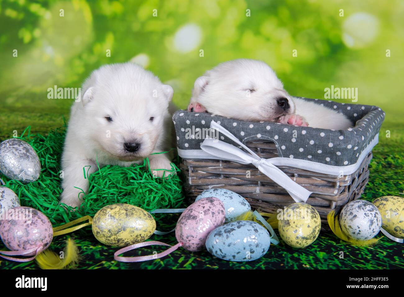 Two White fluffy small Samoyed puppies dogs two weeks age in Easter ...